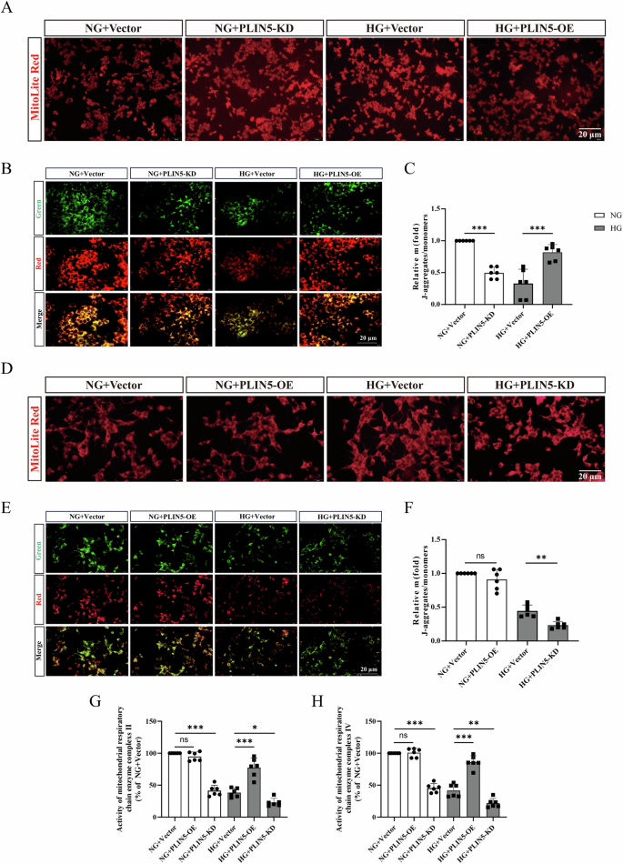 PLIN5 regulates lipid metabolism via PGC-1α/Drp1 signaling in islet β ...