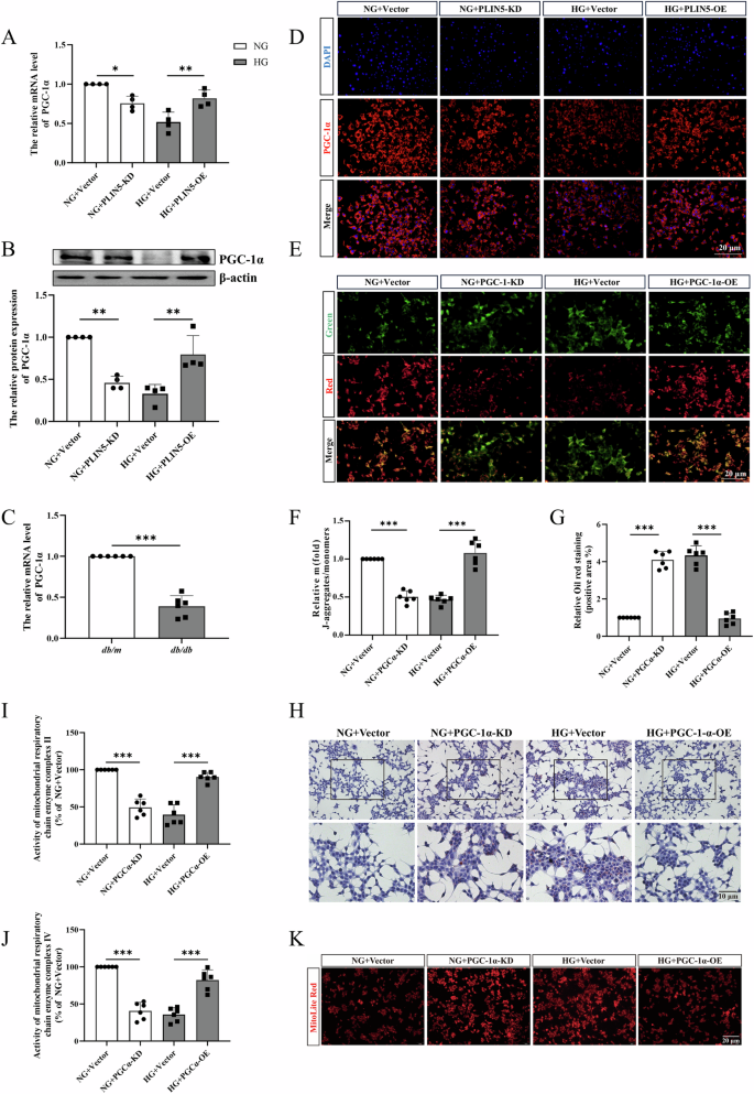 PLIN5 regulates lipid metabolism via PGC-1α/Drp1 signaling in islet β ...