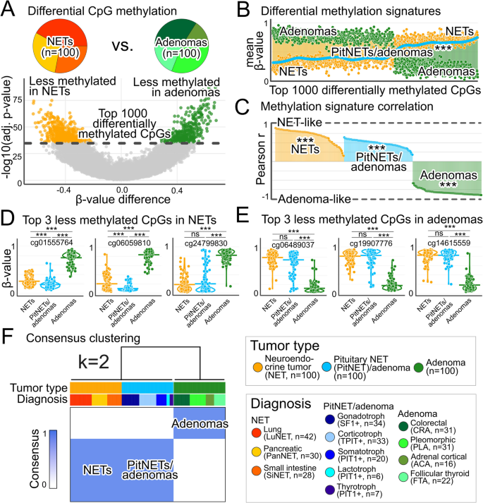Pituitary Neuroendocrine Tumor or Pituitary Adenoma? Let’s Ask the ...
