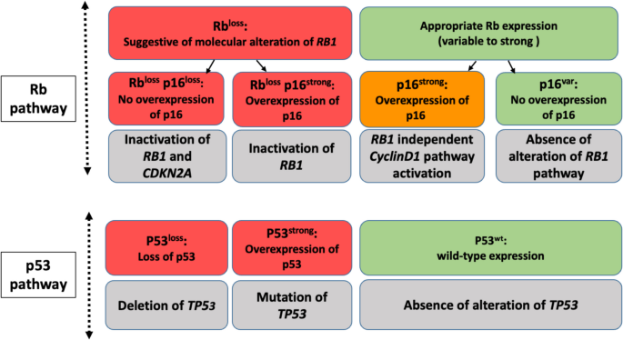 Performance of Immunohistochemistry to Detect Rb/p53 Alterations in ...