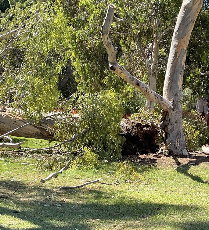 Tree failure – A natural phenomenon with forensic implications ...