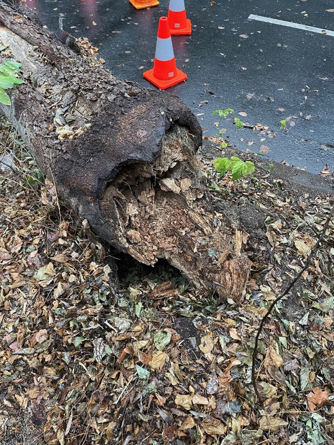 Tree failure – A natural phenomenon with forensic implications ...