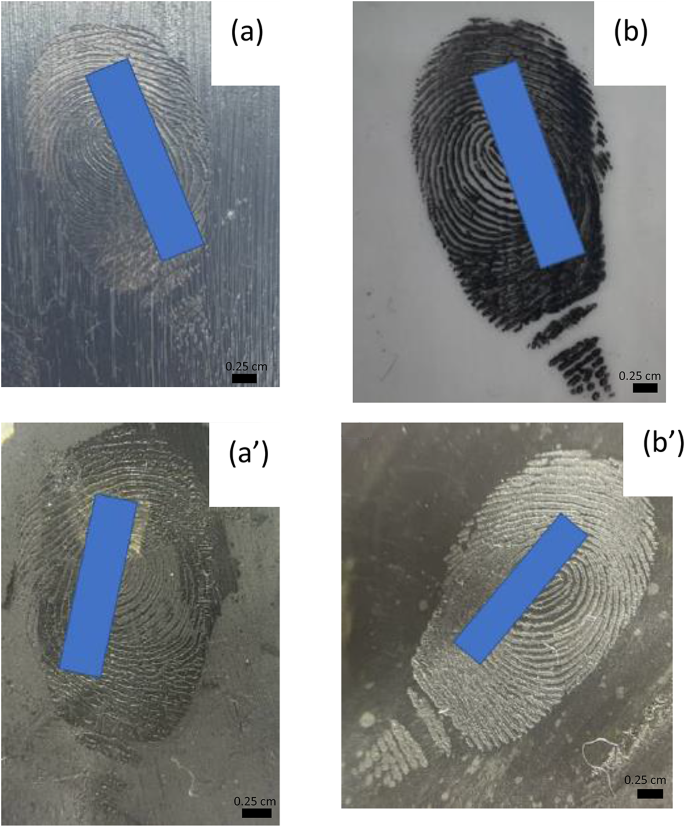 Development of conductive fingermarks for forensic applications ...
