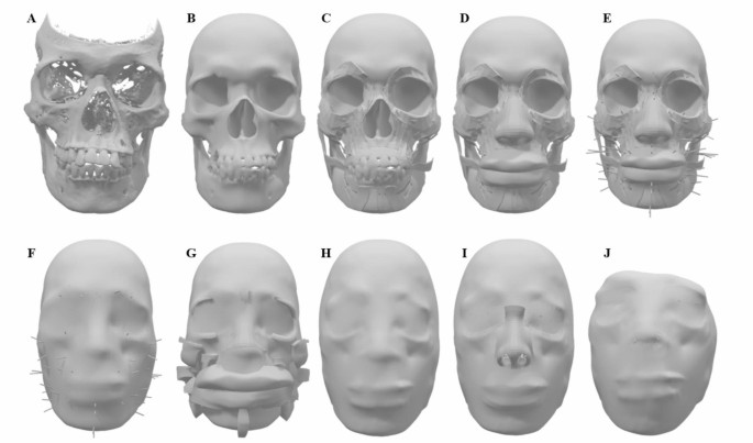 Utility of 3D facial reconstruction for forensic identification: a ...