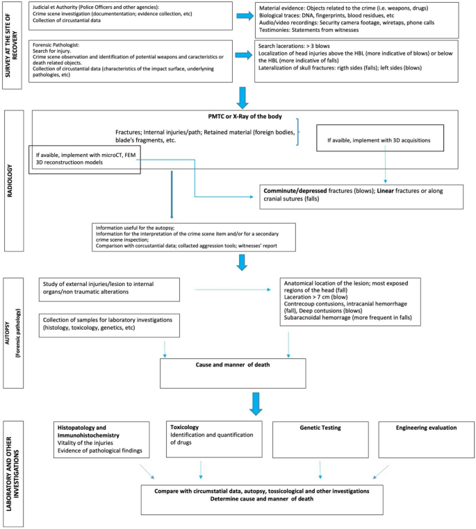 Blunt force vs. fall-induced head trauma: a systematic review and ...