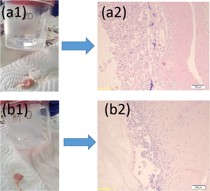 Monitoring changes in the eyes - the significance of the post-mortem ...