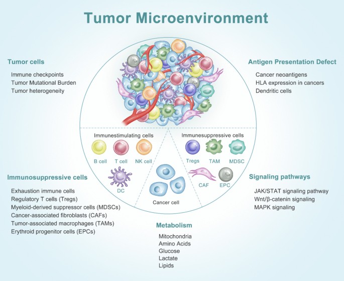 The immunosuppressive landscape in tumor microenvironment | Immunologic Research