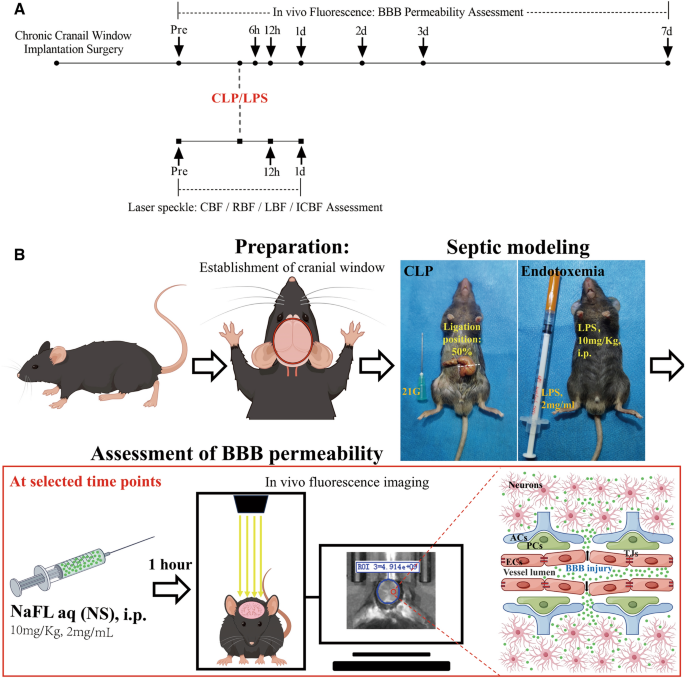 Visualization of Blood–Brain Barrier Disruption in Septic Mice with the ...
