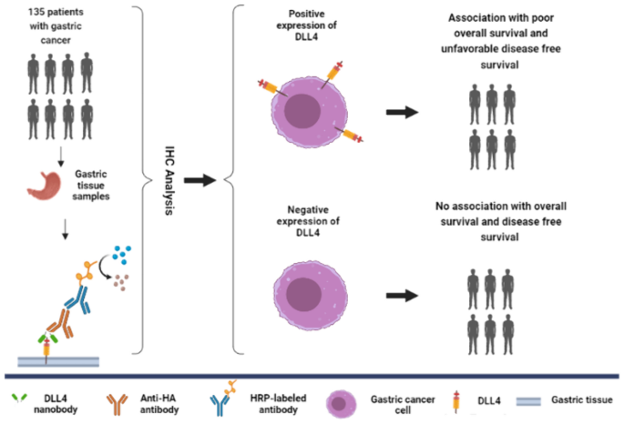 The Prediction of DLL4 as a Prognostic Biomarker in Patients with ...