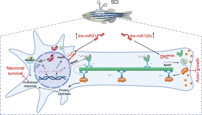 Regulation of MicroRNAs After Spinal Cord Injury in Adult Zebrafish ...