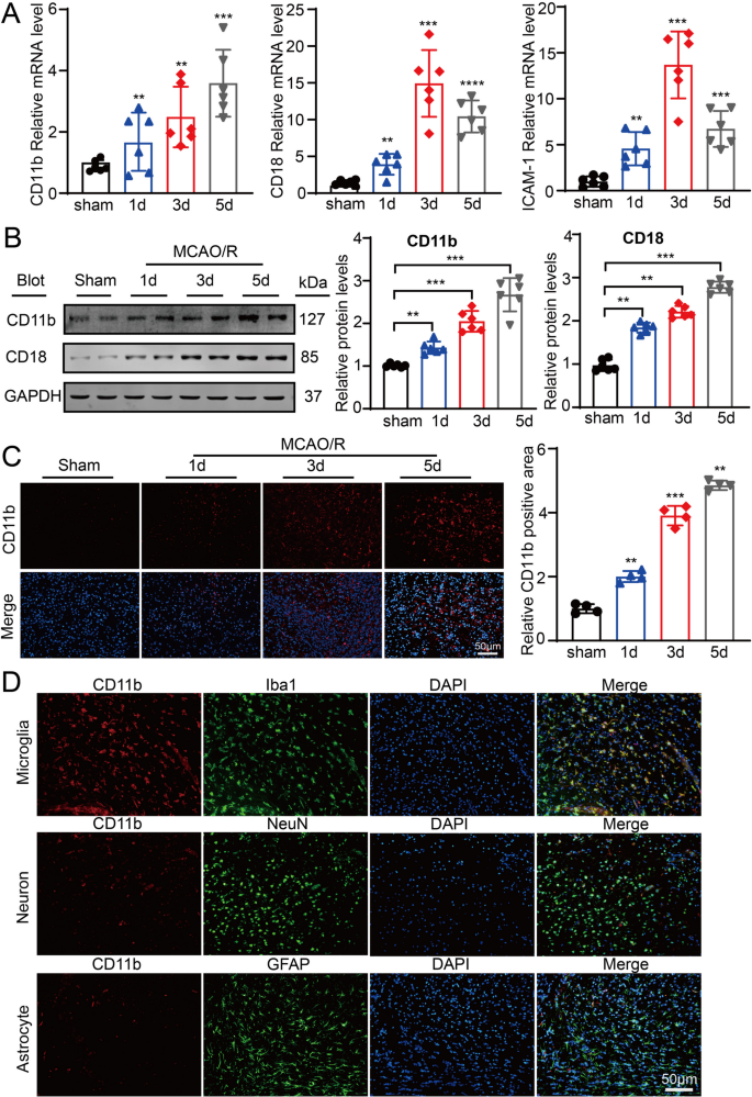 Integrin CD11b Alleviates Cerebral Ischemia/Reperfusion Injury via a ...