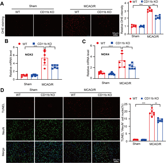 Integrin CD11b Alleviates Cerebral Ischemia/Reperfusion Injury via a ...