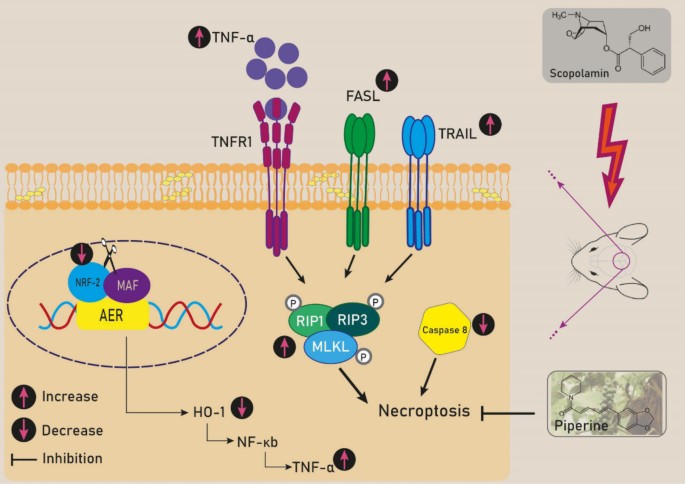 Piperine Prevents Scopolamine-Induced Cognitive Impairment via its ...