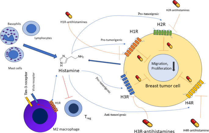The role of histamine and its receptors in breast cancer: from ...