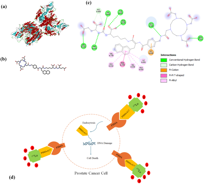 Therapeutic response and safety of radioligand therapy with 177Lu-PSMA ...