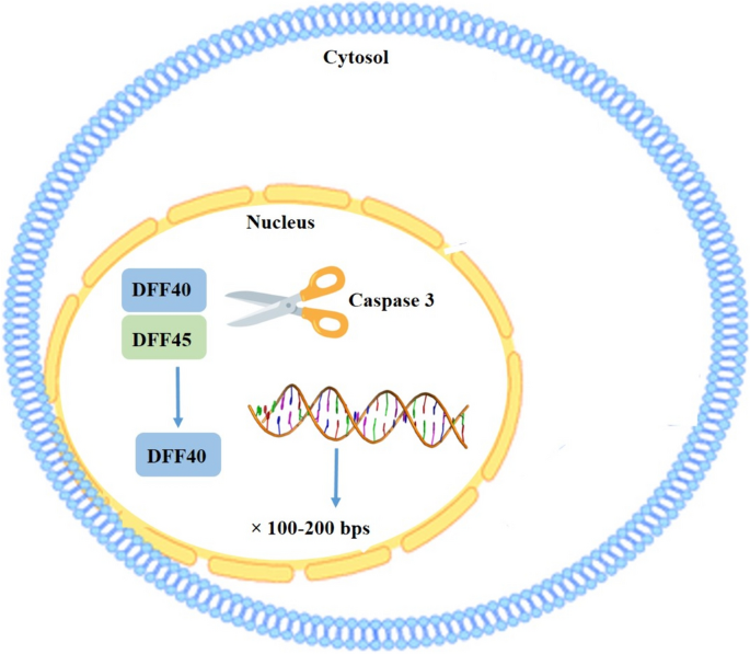 DNA fragmentation factor 40-based therapeutic approaches for cancer: a ...