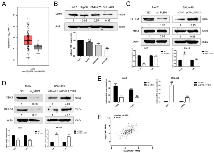 YBX1 promotes epithelial-mesenchymal transition in hepatocellular ...
