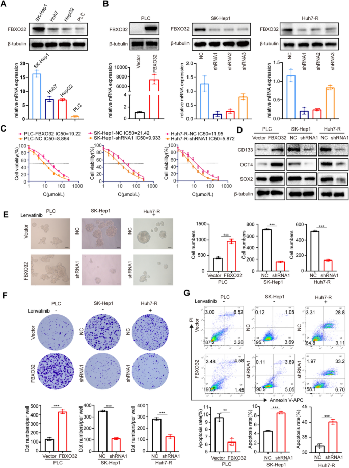 FBXO32 ubiquitination of SUFU promotes progression and lenvatinib ...