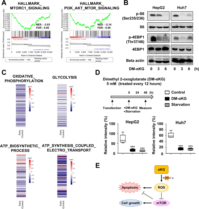 αKG-induced oxidative stress and mTOR inhibition as a therapeutic ...