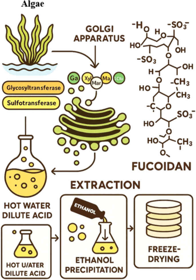 Bioactive compounds from marine algae in pancreatic cancer therapy ...