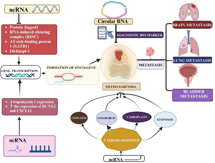 Emerging roles and therapeutic potential of non-coding RNA in osteosarcoma: a review | Medical ...