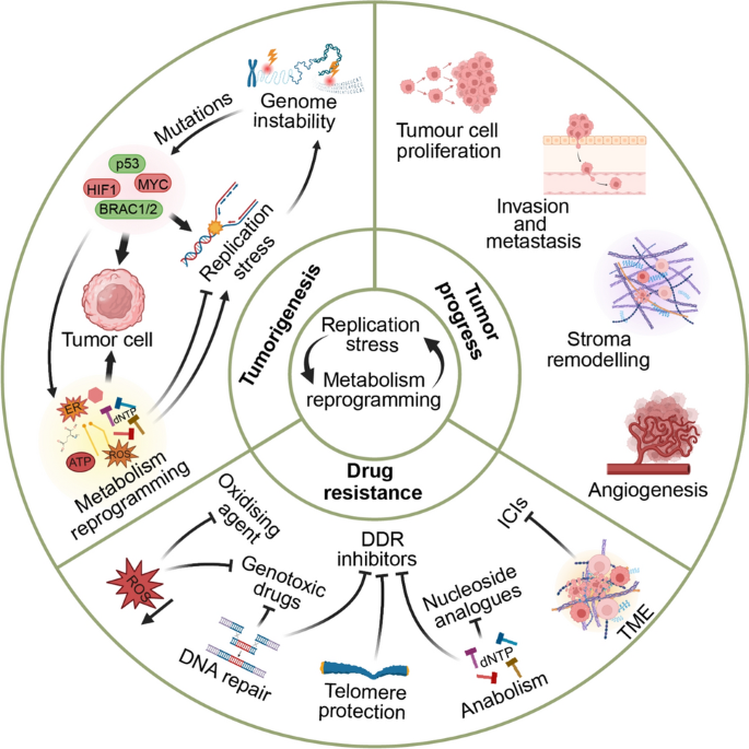 Targeting the crosstalk of metabolism reprogramming and replication ...