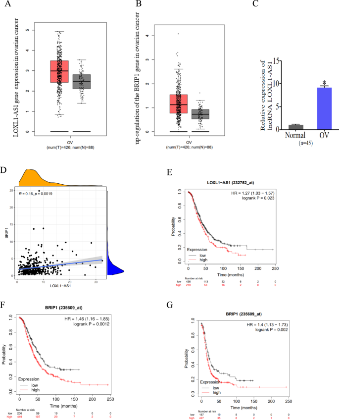 LncRNA LOXL1-AS1 promotes ovarian cancer progression by enhanced BRIP1 ...