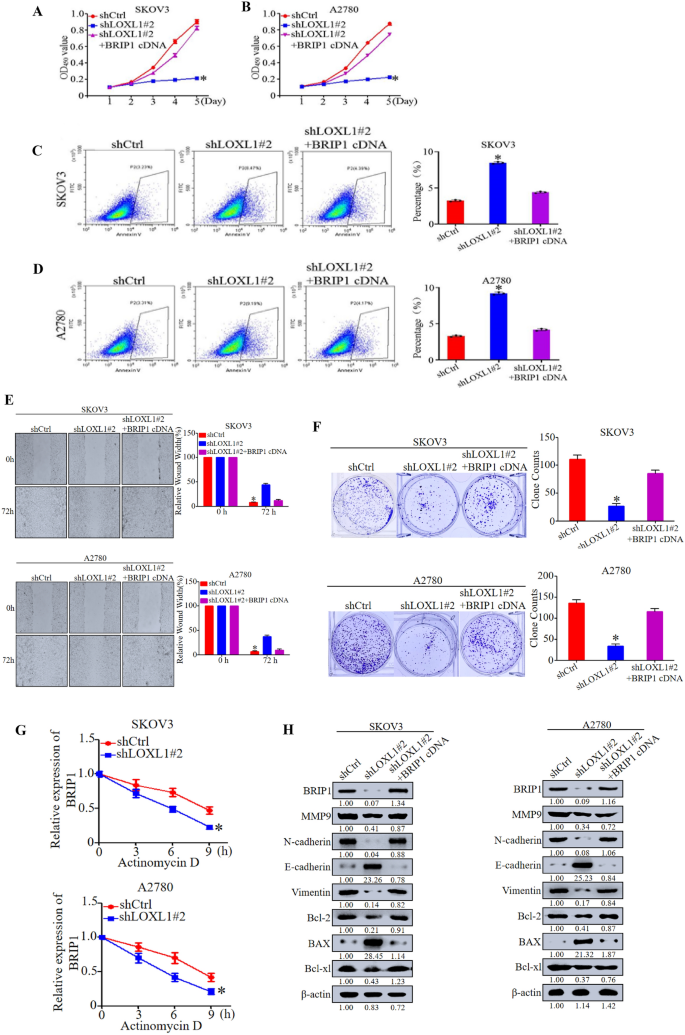 LncRNA LOXL1-AS1 promotes ovarian cancer progression by enhanced BRIP1 ...