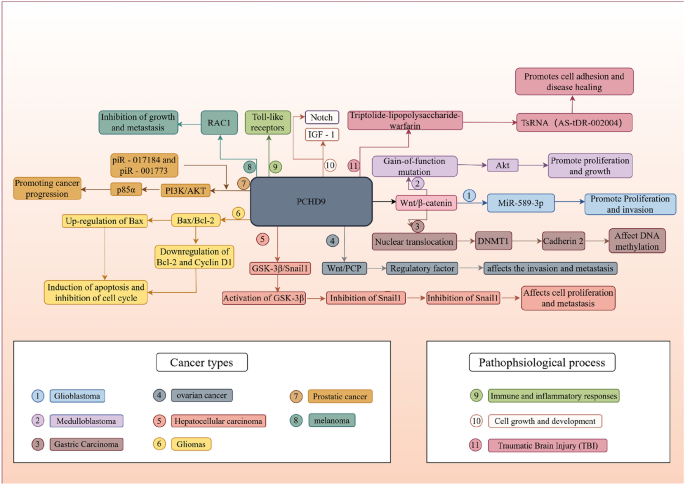 The dual role of PCDH9 in tumors, neurological and developmental ...