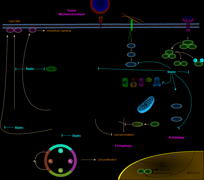 Statins in the context of precision cancer medicine: important factors ...