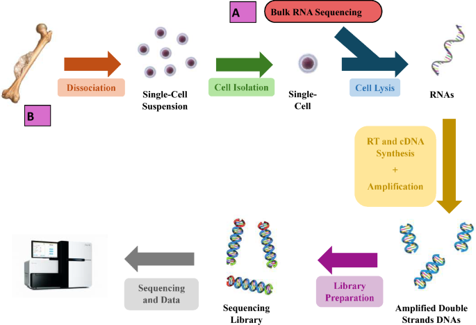 Single-cell RNA sequencing in osteosarcoma: applications in diagnosis ...