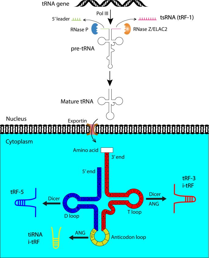 tRNA-derived fragments (tRFs) as key non-coding players in the tumor ...
