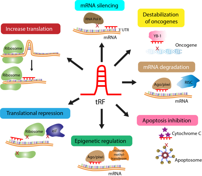 tRNA-derived fragments (tRFs) as key non-coding players in the tumor ...