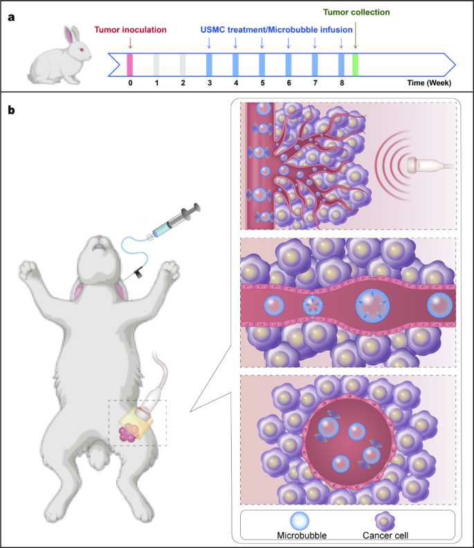 Ultrasound-Stimulated microbubble cavitation improved tumor perfusion ...