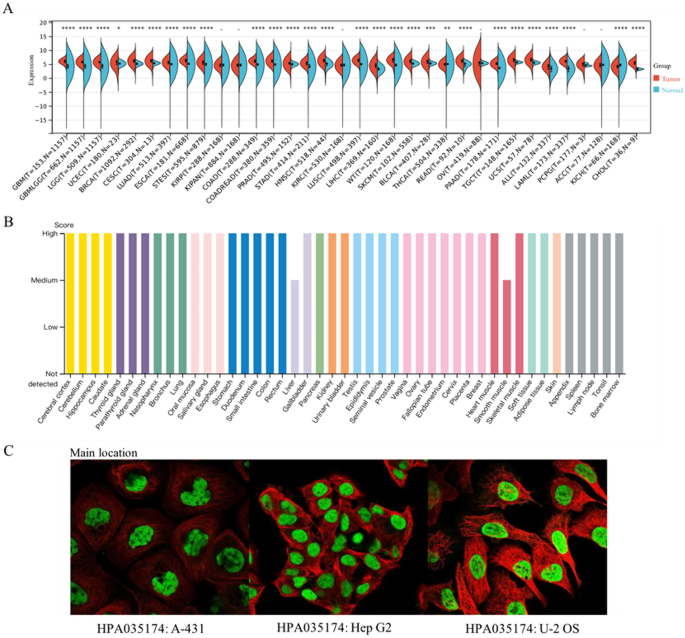 Prognostic and Potential Therapeutic Roles of PRKDC Expression in Lung ...