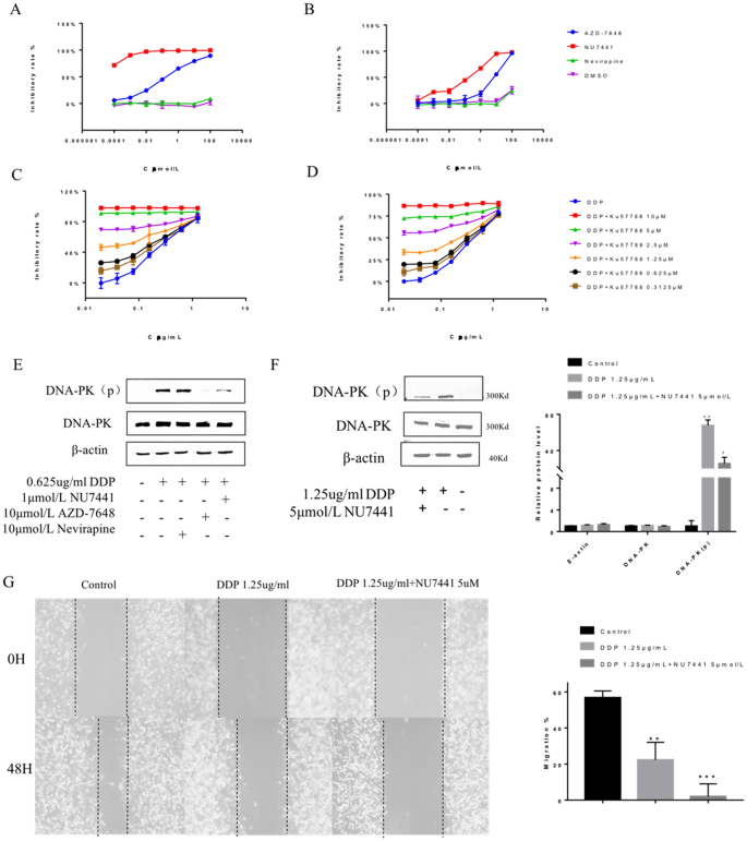 Prognostic and Potential Therapeutic Roles of PRKDC Expression in Lung ...