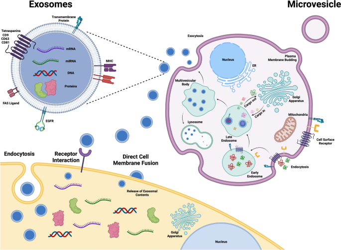 Potential of Exosomes as Multifunctional Nanocarriers for Targeted Drug ...