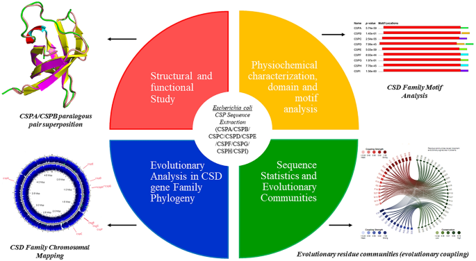 Molecular Evolution of Paralogous Cold Shock Proteins in E. coli: A ...
