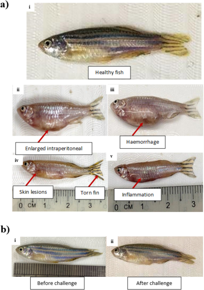 Bioencapsulation of Transgenic Nannochloropsis sp. Using Artemia as a ...