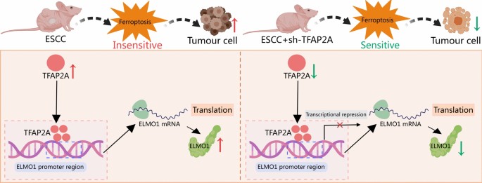 TFAP2A-mediated Transcriptional Activation of ELMO1 Inhibits ...