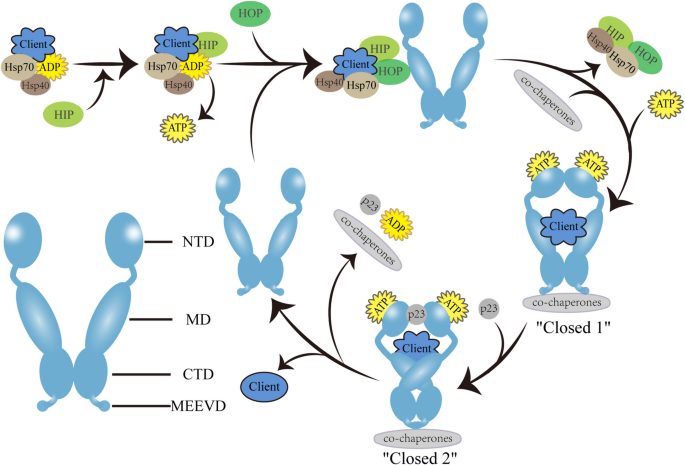 The Role of HSP90 Molecular Chaperones in Depression: Potential ...