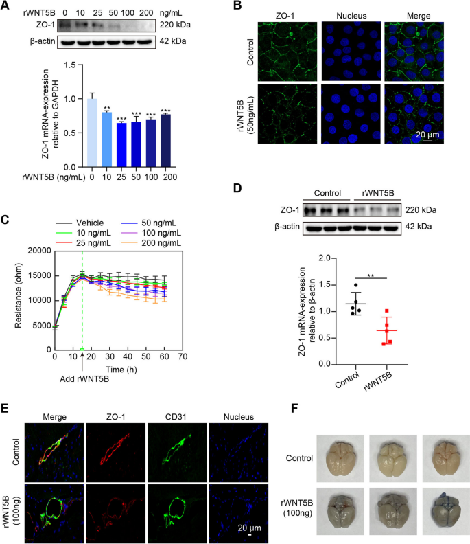 Astrocytes-Secreted WNT5B Disrupts the Blood–Brain Barrier Via ROR1/JNK ...