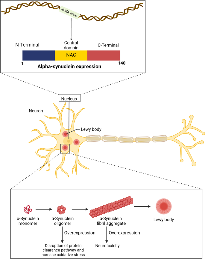 The Role of Alpha-Synuclein in Neurodevelopmental Diseases | Molecular Neurobiology