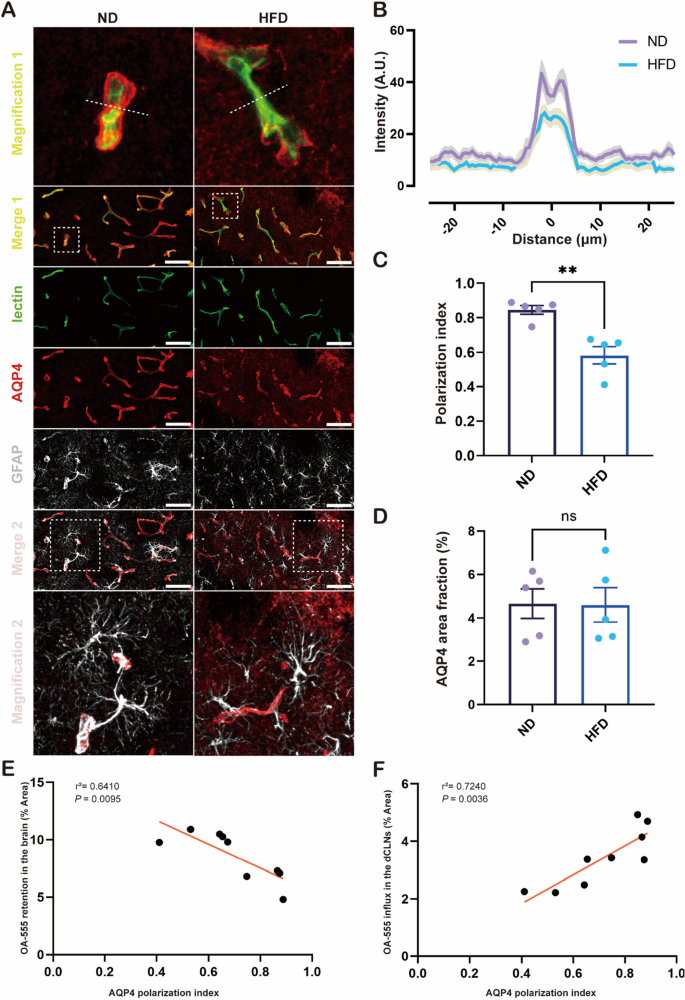 Long-Term High-Fat Diet Impairs AQP4-Mediated Glymphatic Clearance of ...