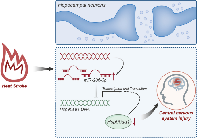 Unleashing the Neurotherapeutic Potential: The Crucial Role of miR-206 ...