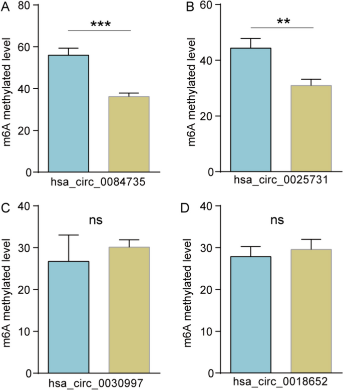 Exploring the Roles of m6A-Modified circRNAs in Myasthenia Gravis Based ...