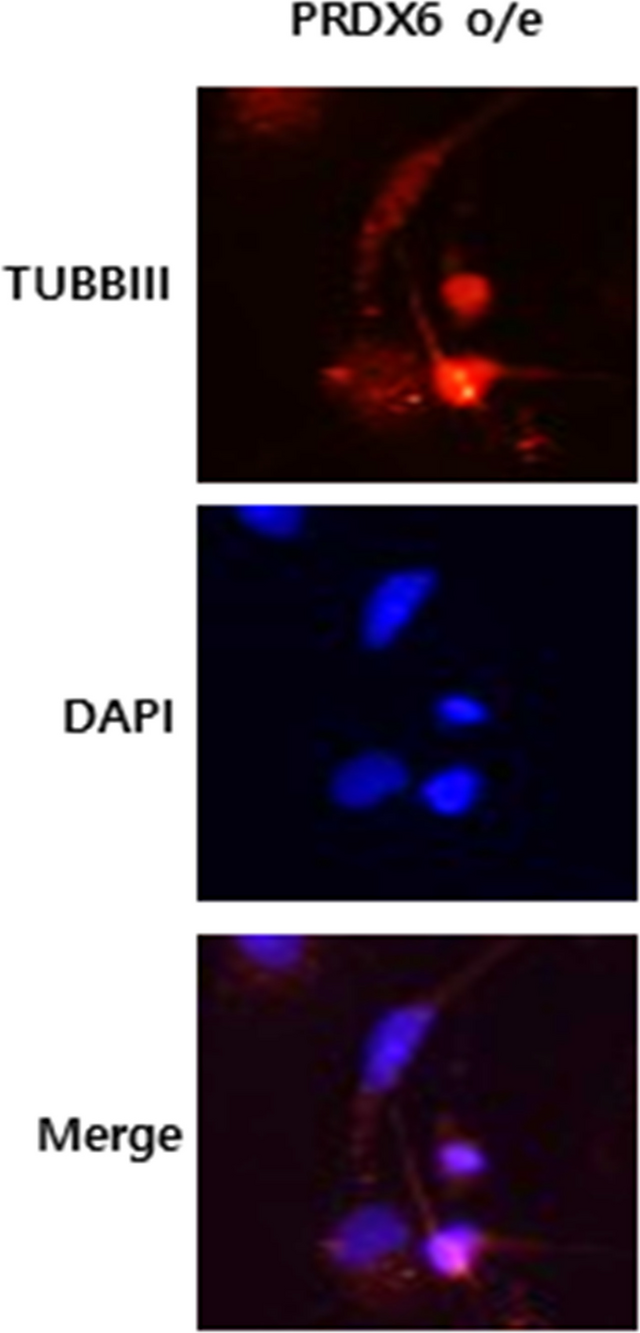 Correction to: PRDX6 Inhibits Neurogenesis through Downregulation of ...