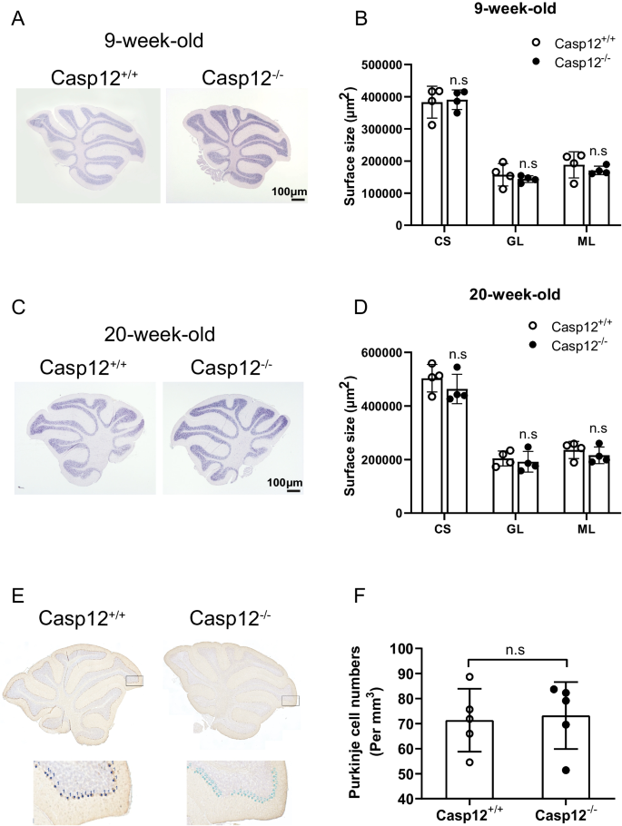 Caspase-12 is Expressed in Purkinje Neurons and Prevents Psychiatric ...
