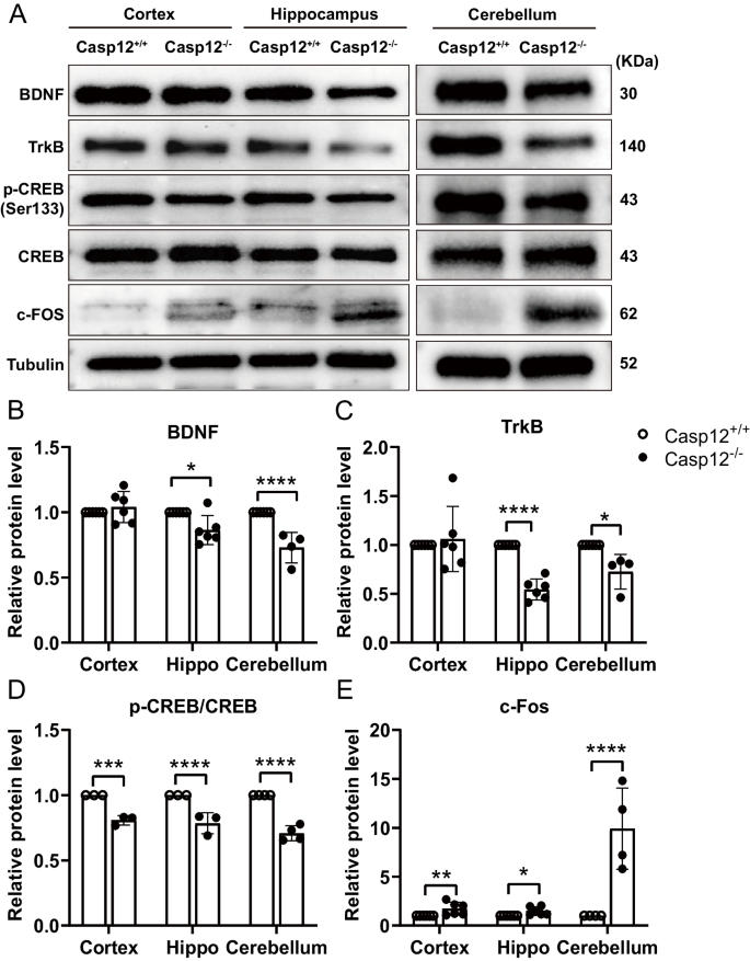 Caspase-12 is Expressed in Purkinje Neurons and Prevents Psychiatric ...