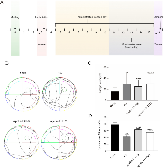 Apelin Receptor Homodimerisation Inhibits Hippocampal Neuronal ...